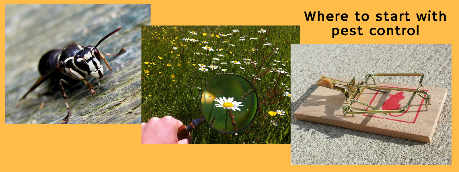 National Pesticide Information Center - Home Page